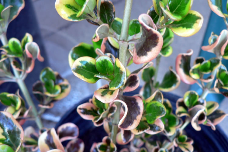 Beth Gardens: Coprosma repens 'Pink Splendor' (Mirror Bush)