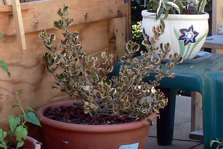 Beth Gardens: Coprosma repens 'Pink Splendor' (Mirror Bush)