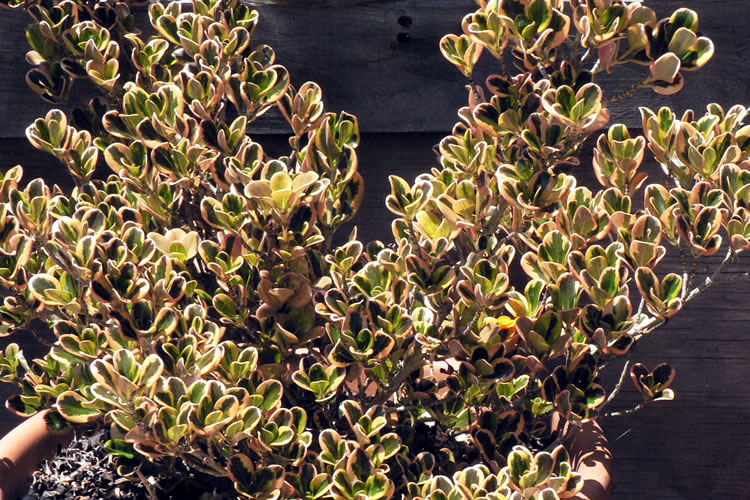 Beth Gardens: Coprosma repens 'Pink Splendor' (Mirror Bush)